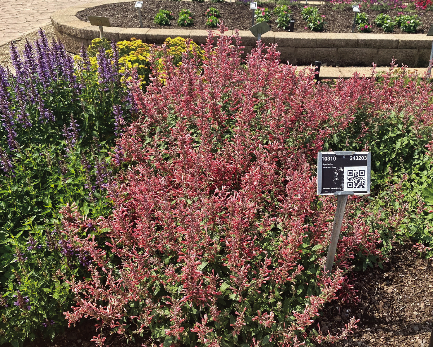 Give your garden a color splash with agastache | The Sabine Index